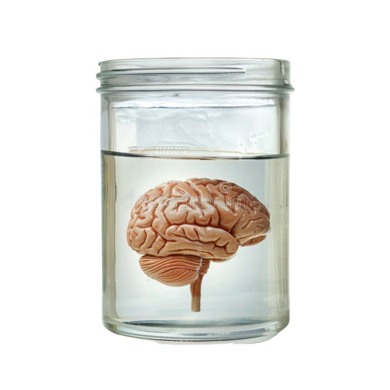 A Human Brain Preserved in a Glass Jar Filled with Liquid Stock Photo ...