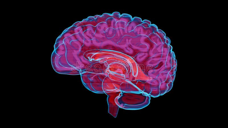 Human Brain X-Ray: Anatomy, Medicine and Science Concept Stock ...