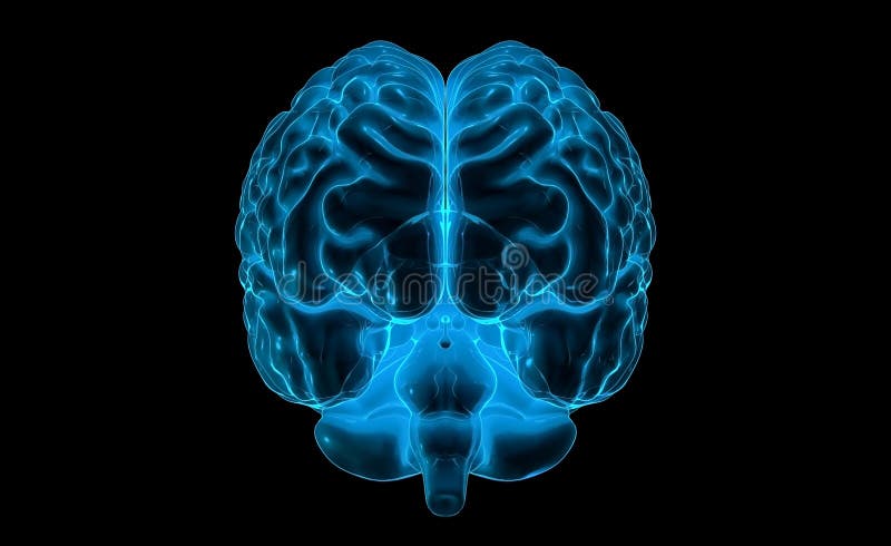 Human Brain X-Ray: Anatomy, Medicine and Science Concept Stock ...