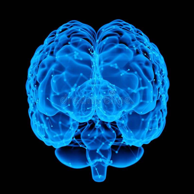 Human Brain X-Ray: Anatomy, Medicine and Science Concept Stock ...
