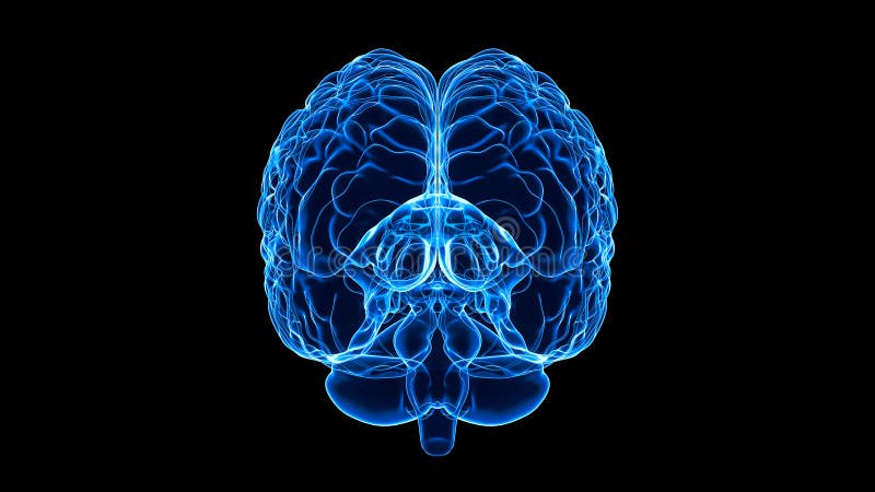 Human Brain X-Ray: Anatomy, Medicine and Science Concept Stock ...