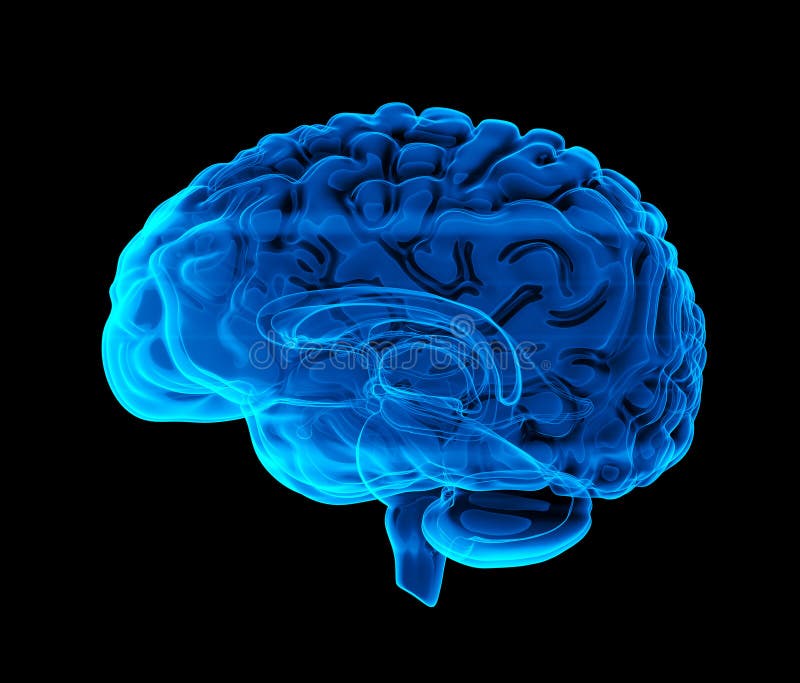 Human Brain X-Ray: Anatomy, Medicine and Science Concept Stock ...