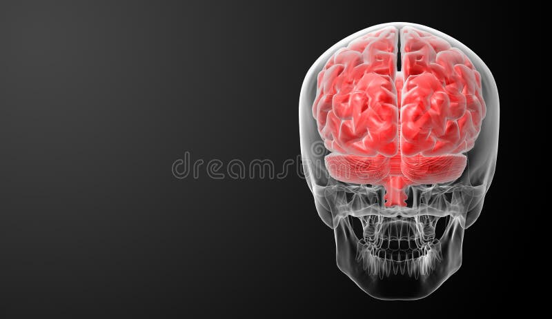 Human brain X ray stock illustration. Illustration of face - 38121055