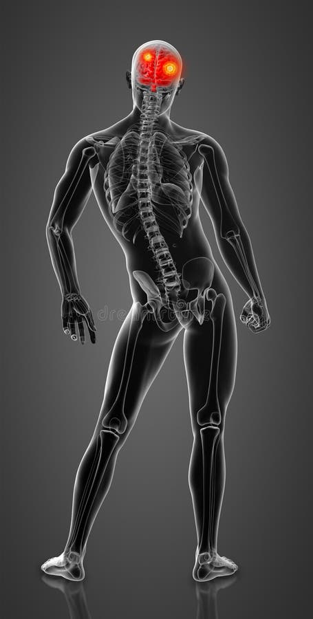 3D Rendering Illustration of Brain Stock Illustration - Illustration of ...