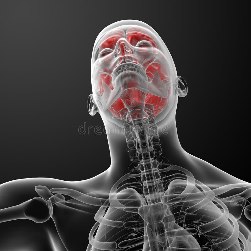 Bottom View Of The Human Brain Stock Illustration - Illustration of ...