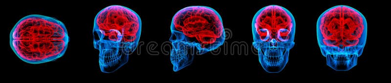 Human brain X ray stock illustration. Illustration of idea - 82857593