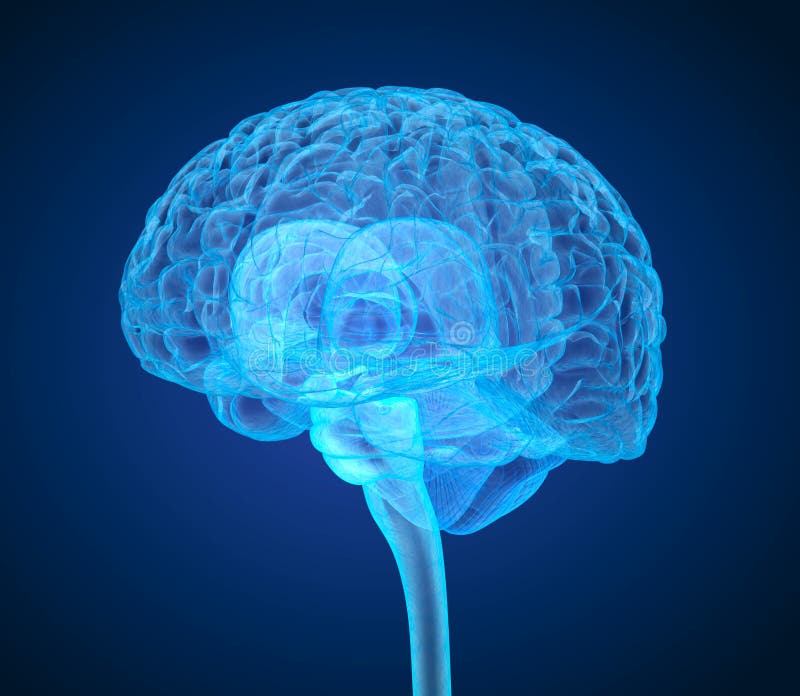Human brain X-ray scan stock illustration. Illustration of mentality ...