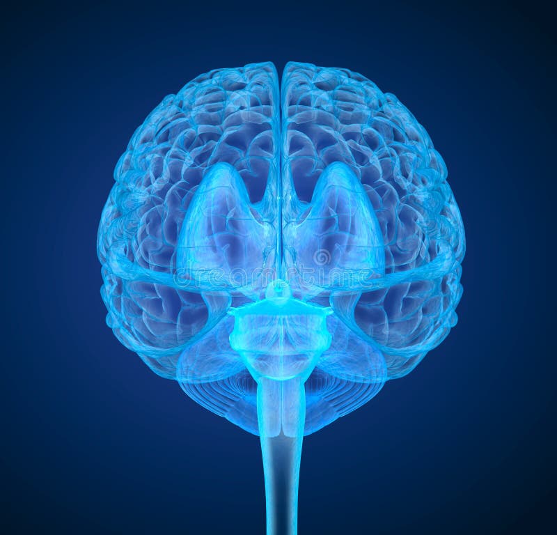 Brain x-ray scan stock illustration. Illustration of dendrites - 83929269