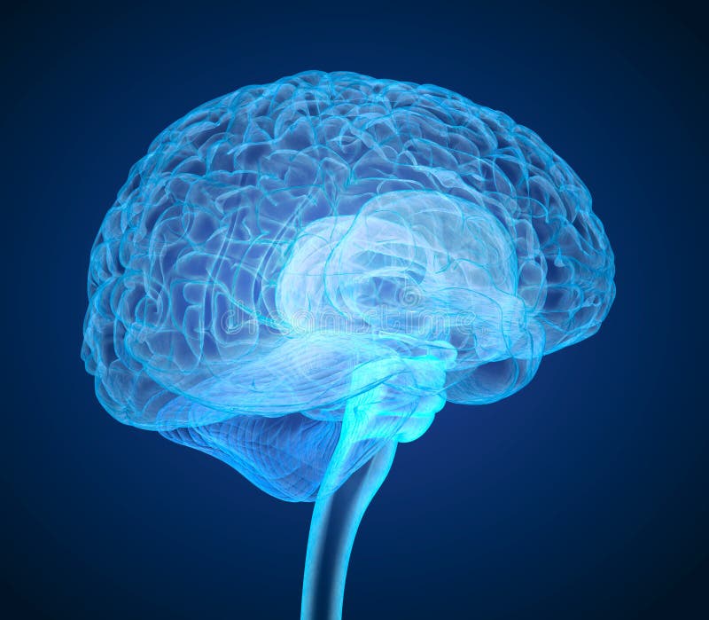 Human brain X-ray scan stock illustration. Illustration of brain ...