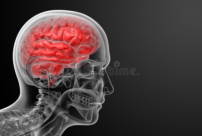 Human brain X ray stock illustration. Illustration of healthcare - 38740135