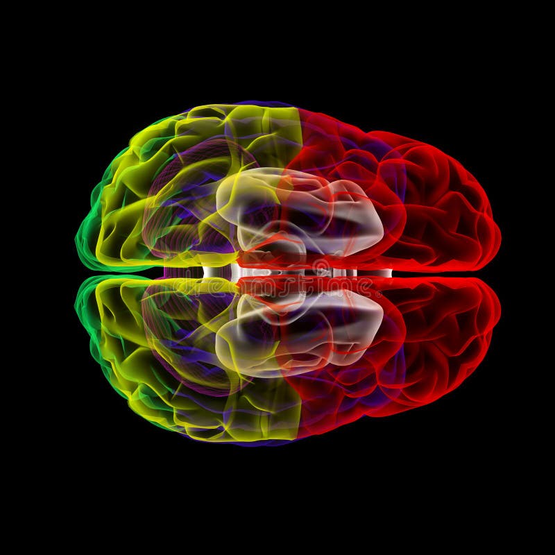 Human brain stock photo. Image of view, brain, science - 34262742