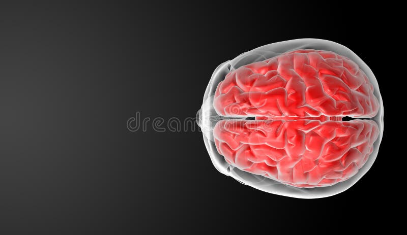 Human brain X ray stock illustration. Illustration of transparent ...