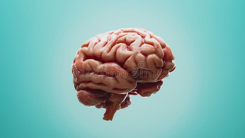 Human Brain, Realistic Digital Illustration, 3d Render Stock ...