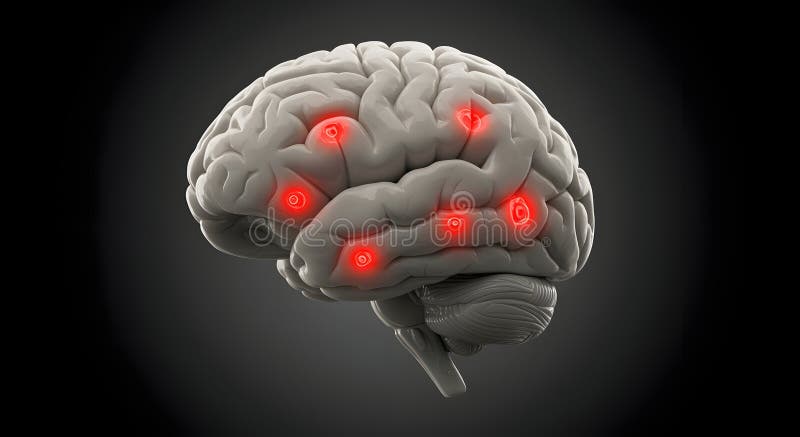 Human Brain with Red Highlighted Areas Showing Activity and Function ...