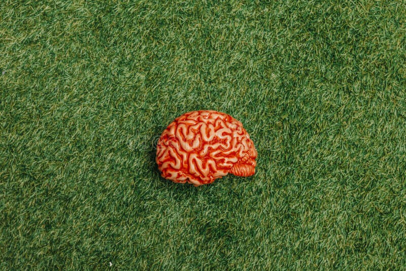 Human Brain Rests on Vibrant Green Grass, Viewed from Above Stock Photo ...