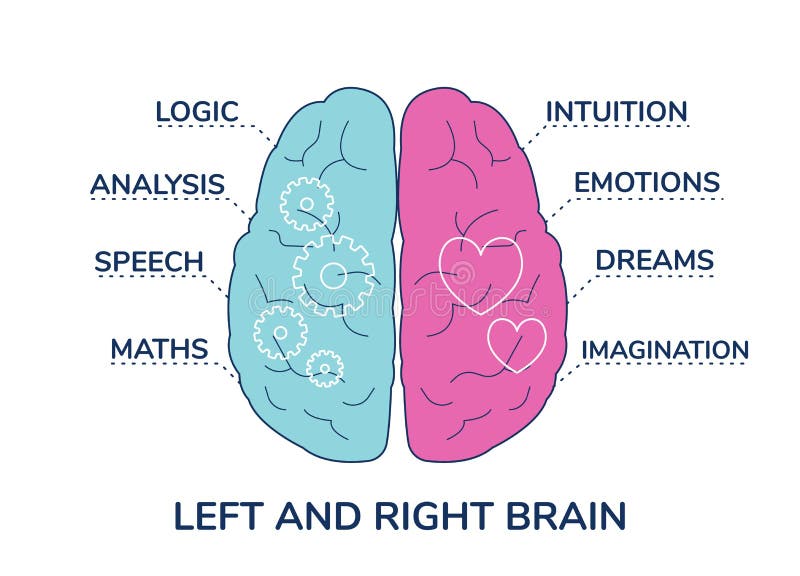Left Right Brain Functions Stock Illustrations – 222 Left Right Brain ... Left Right Brain Functions Stock Illustrations – 222 Left Right Brain ...