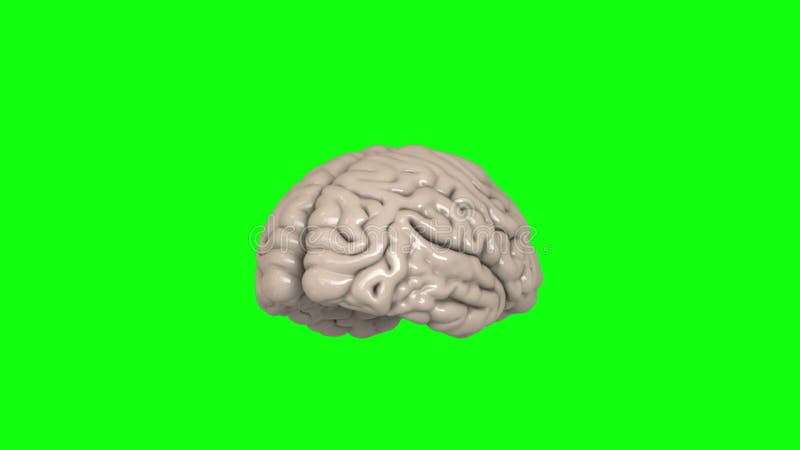 Human Brain Rotate. Green Screen Footage. Stock Video - Video of blue ...