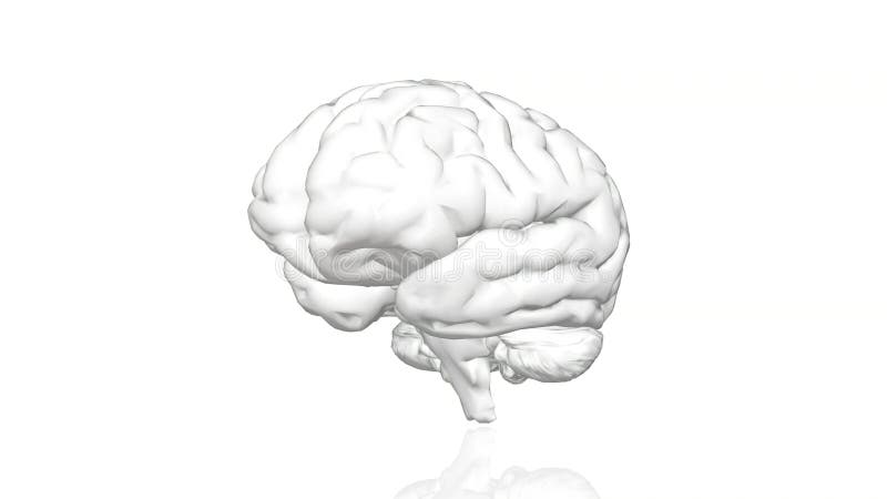 Human Brain, Rotating Animation 3d. Artificial Intelligence Stock ...