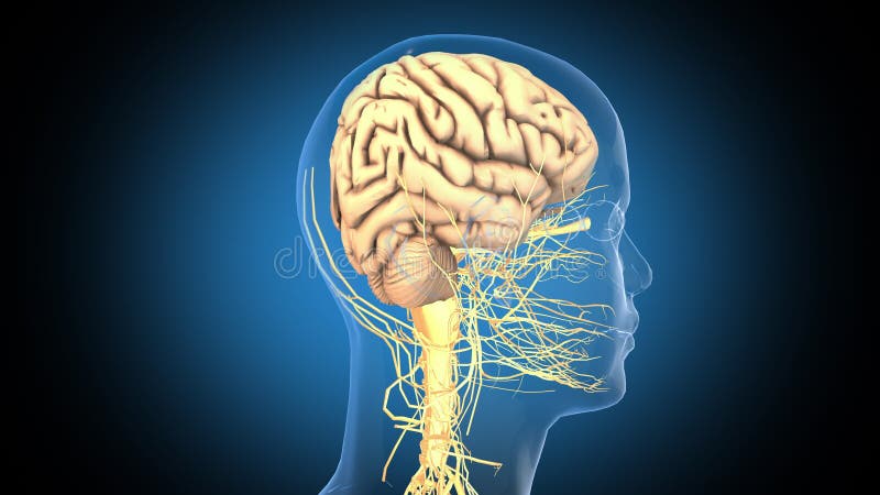 Brain Rotation Loop Green Screen 3D Rendering Animation Stock Footage ...