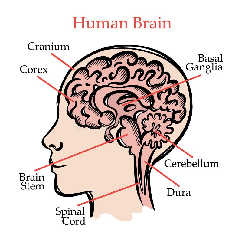 Brain scheme stock illustration. Illustration of icon - 53502200