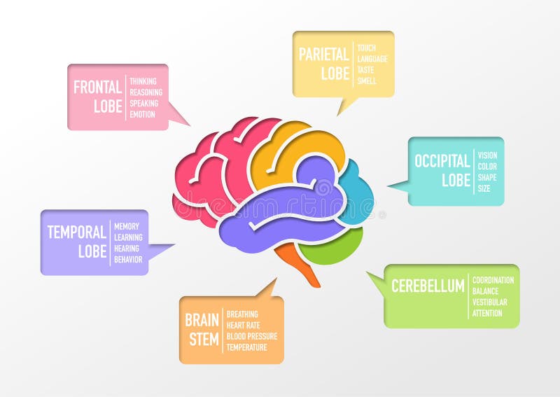 Human Brain Section and Function Infographic, Paper Cut Out Design ...