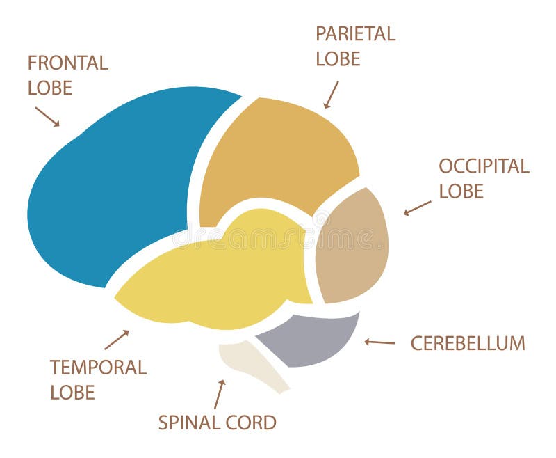 Human brain sections stock illustration. Illustration of intelligence ...