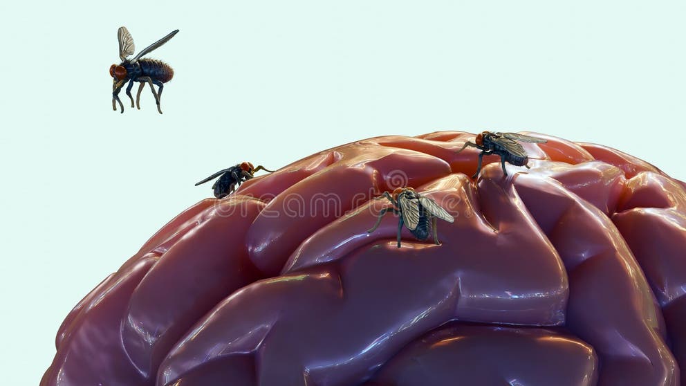 A Human Brain with Several Flies Swarming Around it. Stock Illustration ...