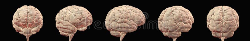 Human Brain Shown from Multiple Angles, 3D Illustration Stock ...