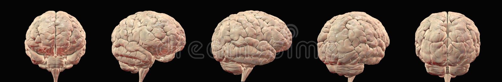 Brain Angles Stock Illustrations – 181 Brain Angles Stock Illustrations ...