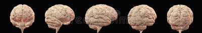 Human Brain Shown from Multiple Angles, 3D Illustration Stock ...