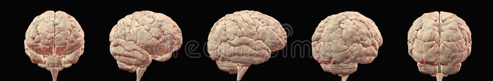 Human Brain Shown from Multiple Angles, 3D Illustration Stock ...
