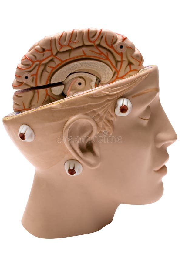 Human Brain (Side View) stock photo. Image of brainy, concept - 747426