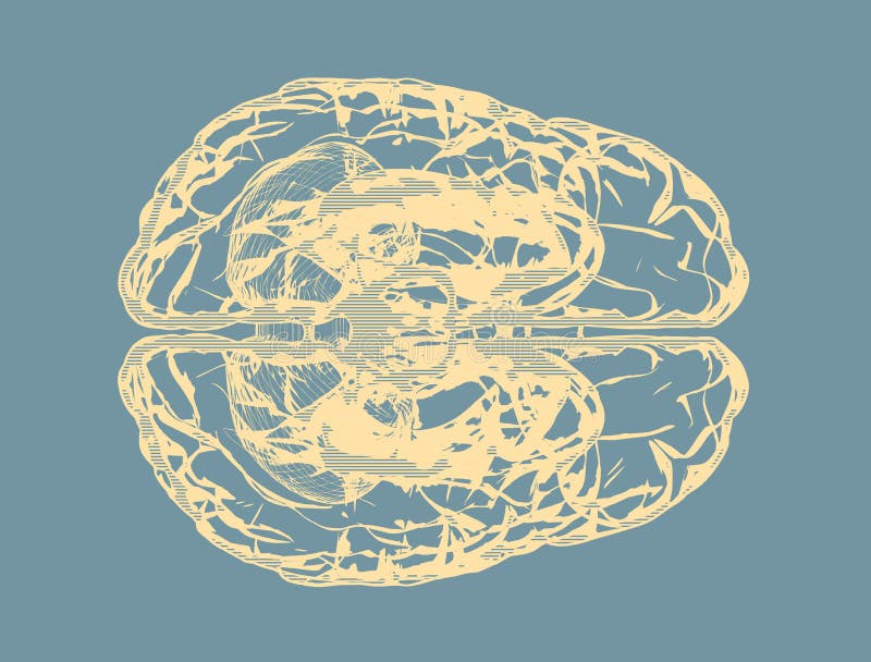 Human brain top view stock illustration. Illustration of health - 191850241