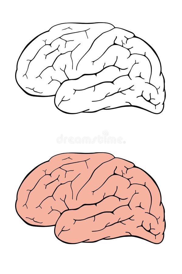 Human Brain side view stock vector. Illustration of medical - 39557476