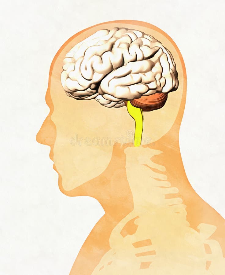 Human Brain - Side View for Medical and Educational Use Stock ...