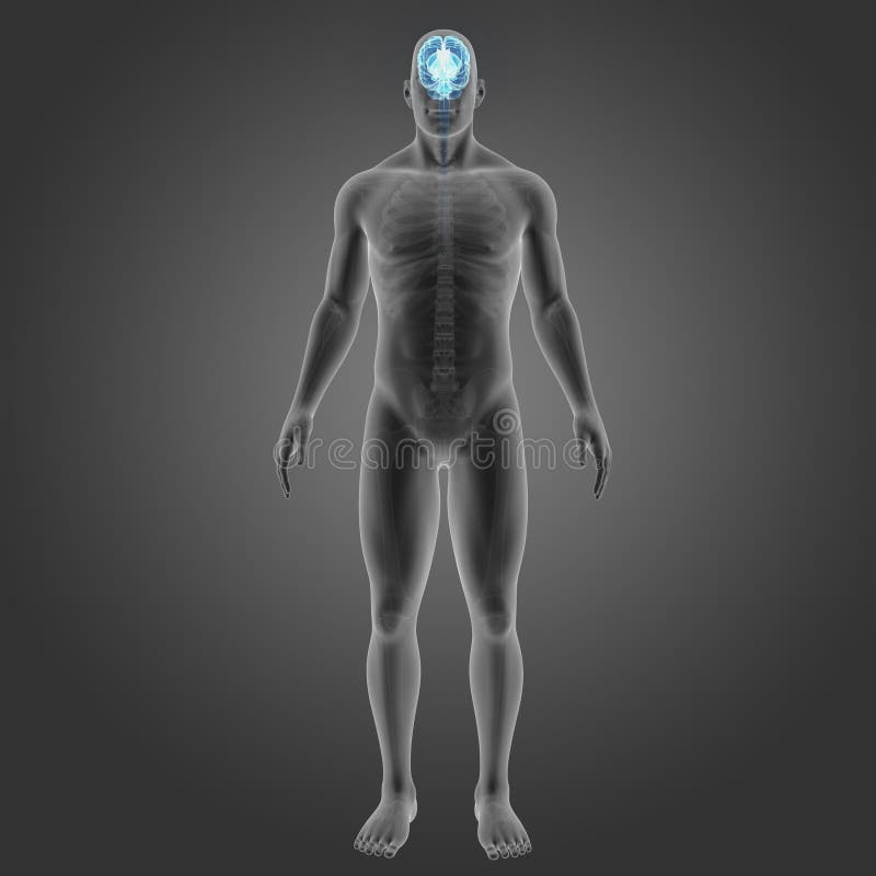 Human Brain with Skeleton Anterior View Stock Illustration ...