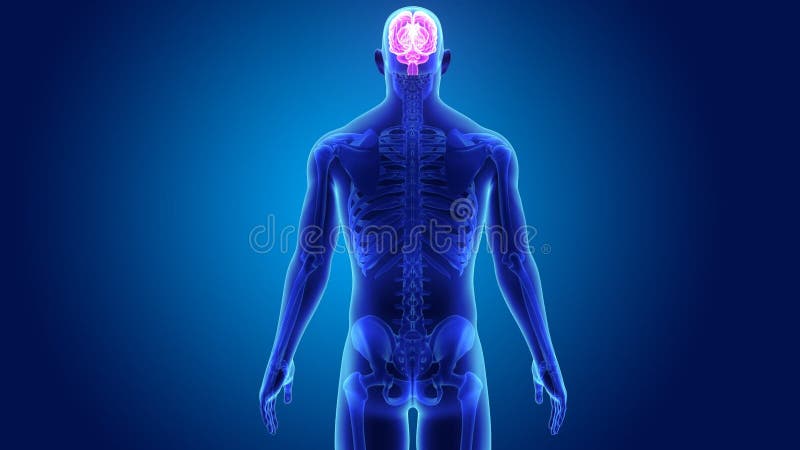 Human Brain with skeleton stock video. Video of anatomical - 90519105