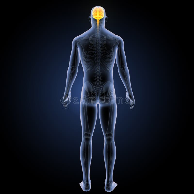 Human Brain with Skeleton Posterior View Stock Illustration ...