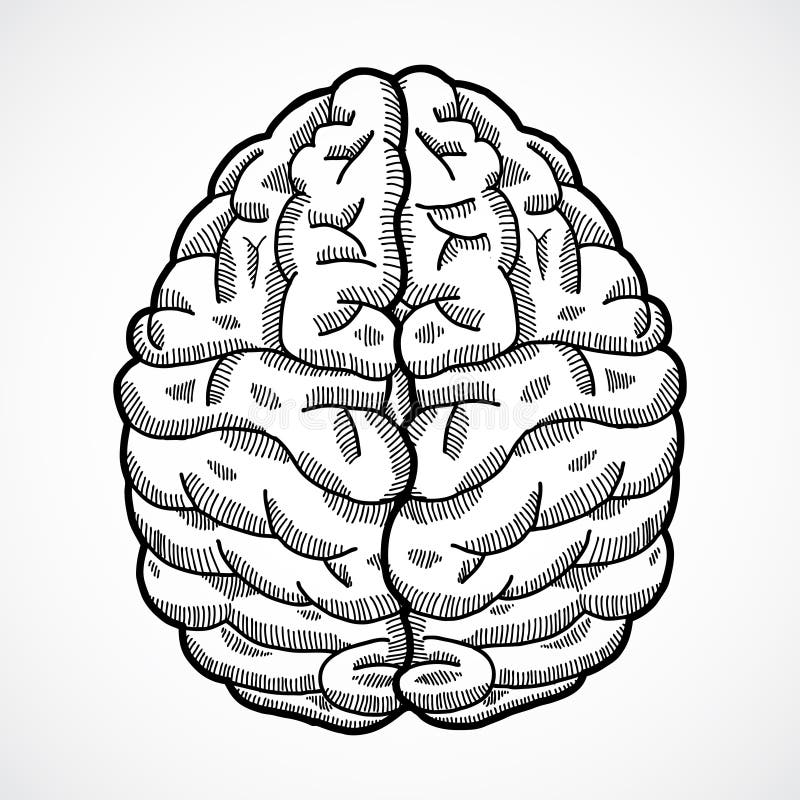 Human brain sketch stock vector. Illustration of isolated - 44988768