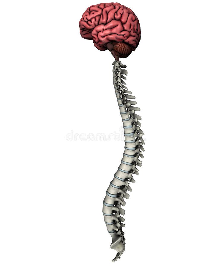 Human brain and spine stock illustration. Illustration of scientific ...