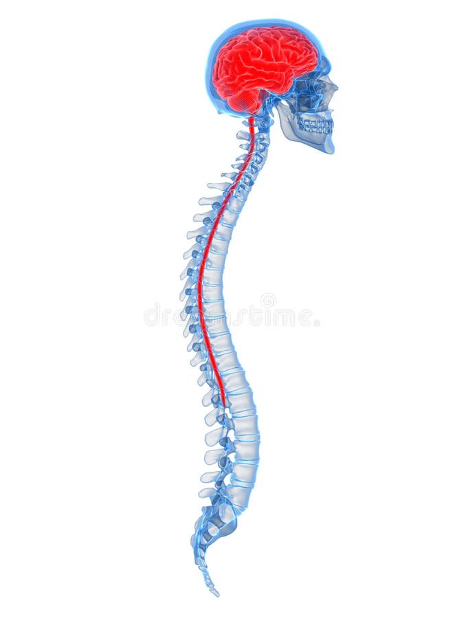 A human brain and spine stock illustration. Illustration of graphic ...