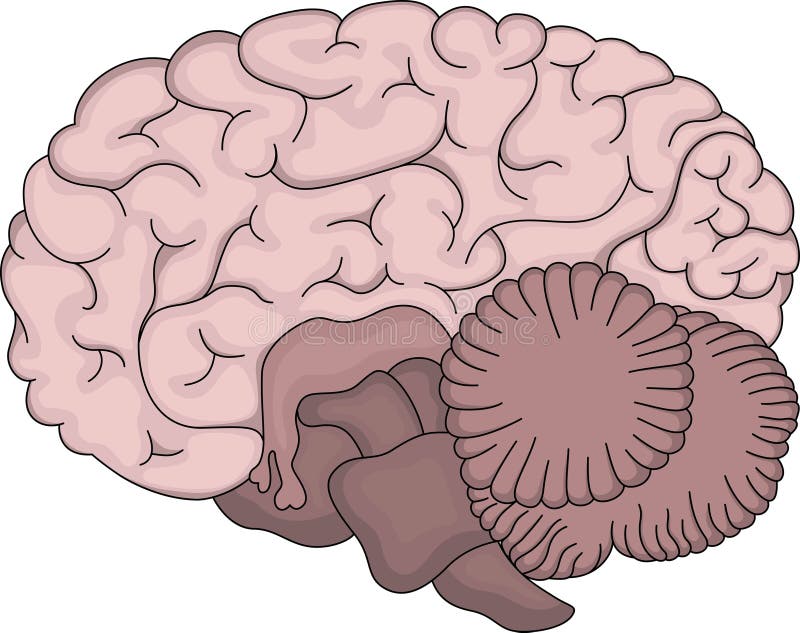Human Brain. the Structure of the Brain. Stock Vector - Illustration of ...