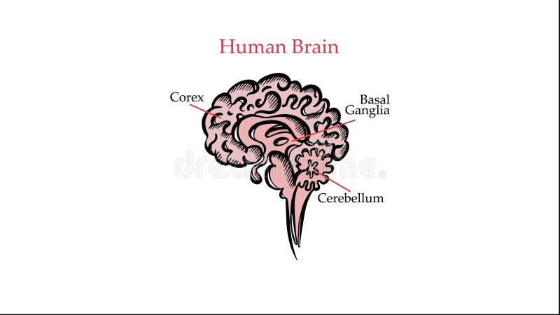 HUMAN BRAIN STRUCTURE Medical Education Animated Diagram with ...