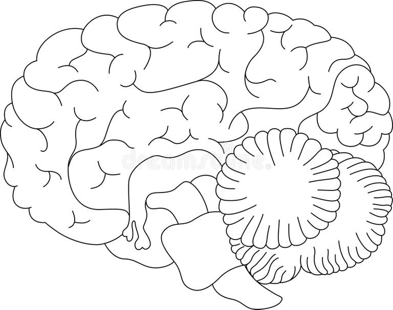 Human Brain. the Structure of the Brain. Line Drawing of the Brain ...
