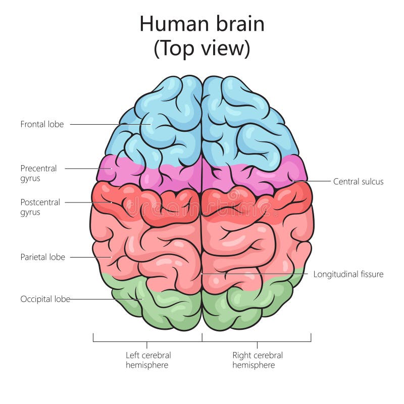 Human Brain Structure Diagram Medical Science Stock Illustration ... Human Brain Structure Diagram Medical Science Stock Illustration ...
