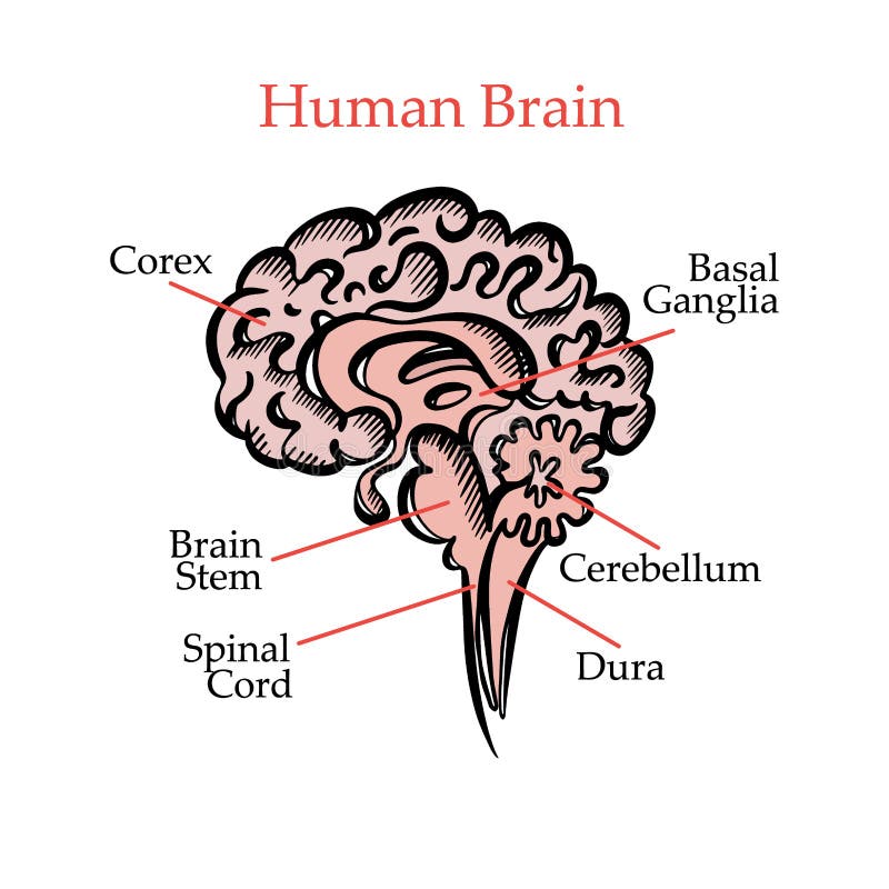 HUMAN BRAIN STRUCTURE Medical Education Vector Illustration Stock ...