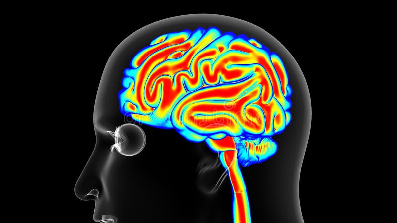 Human Brain Temperature Warm, Normal Cold. Man Thermographic Illustration 3D Rendering Stock ...