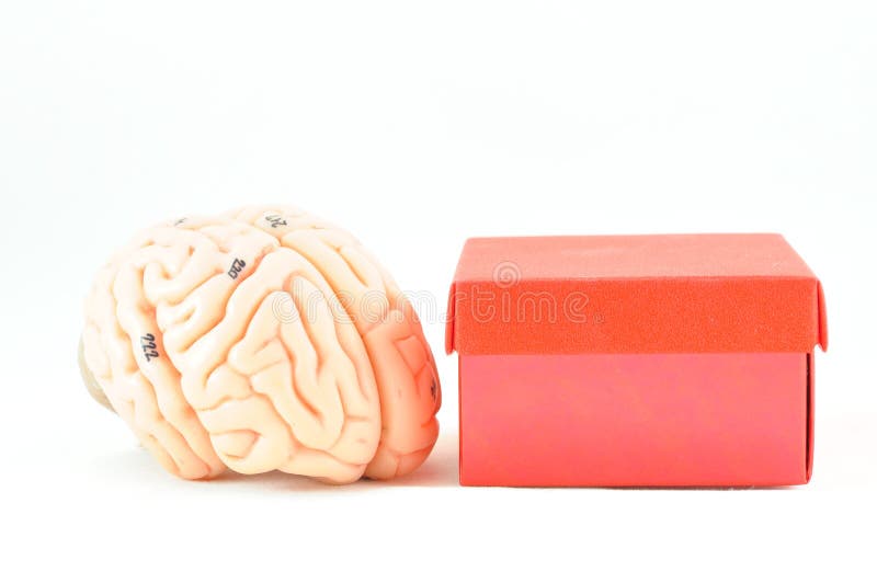 Human brain stock image. Image of inspiration, cerebellum - 49024695