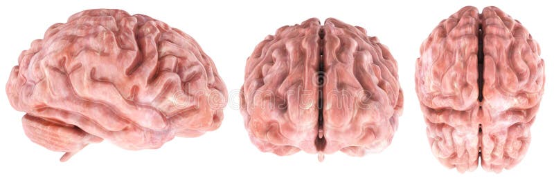 Human Brain. Top, Front and Side Views Stock Illustration ...