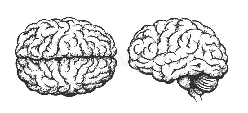 Front View Human Brain Stock Illustrations – 706 Front View Human Brain ...